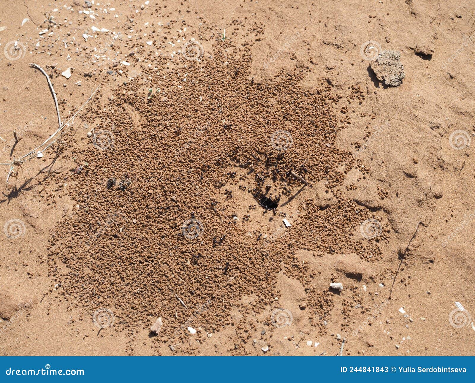 A Small Anthill on the Sand in the Desert of Sand Stock Image - Image ...