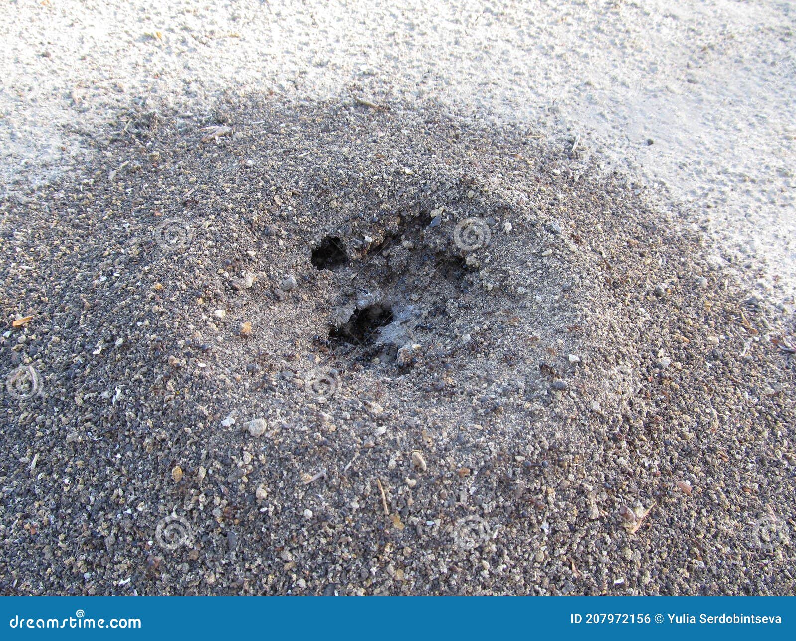 A Small Anthill on the Sand in the Desert of Sandy Stock Photo - Image ...