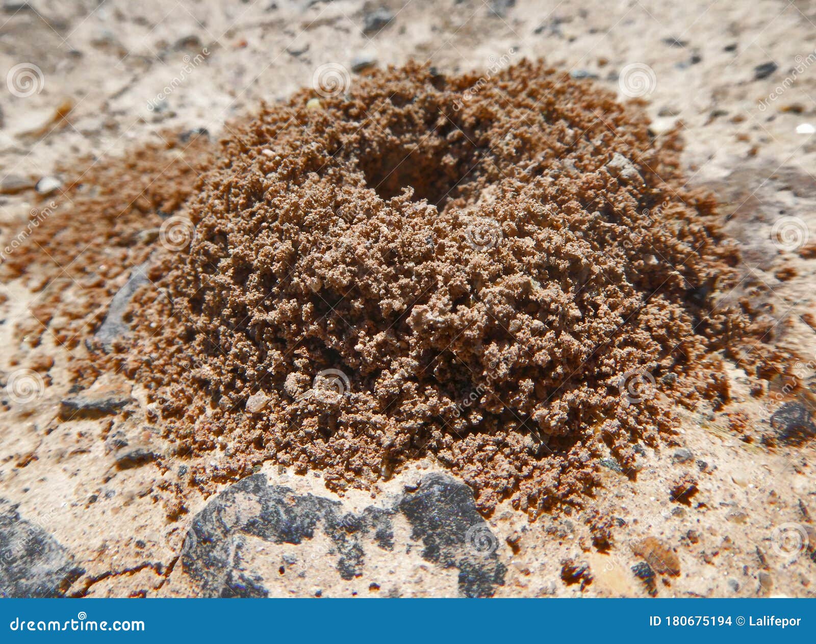 Small Anthill Made By Ants On The Sidewalk Royalty-Free Stock Photo ...