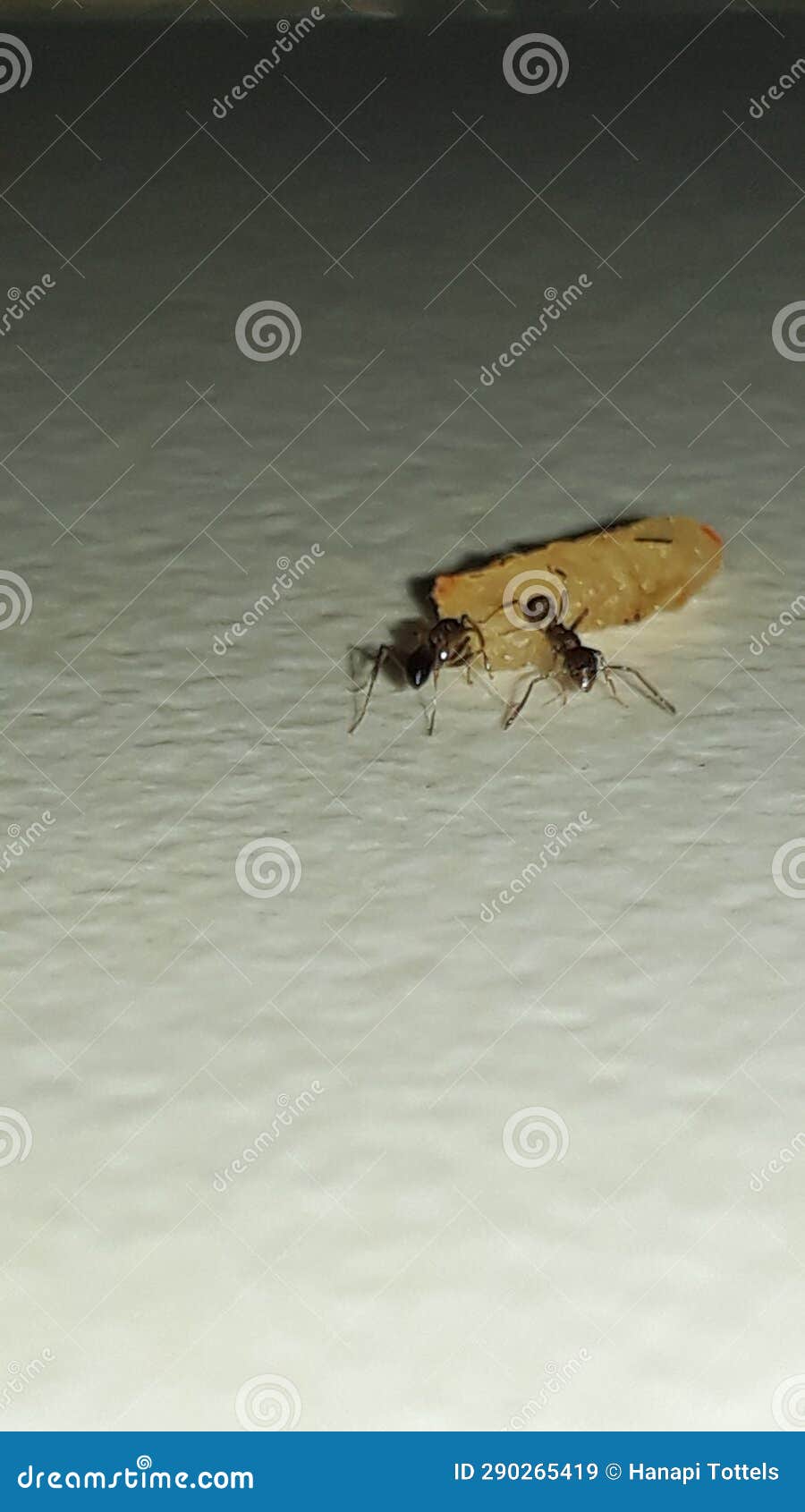 Small ant stock image. Image of honeybee, ants, small - 290265419