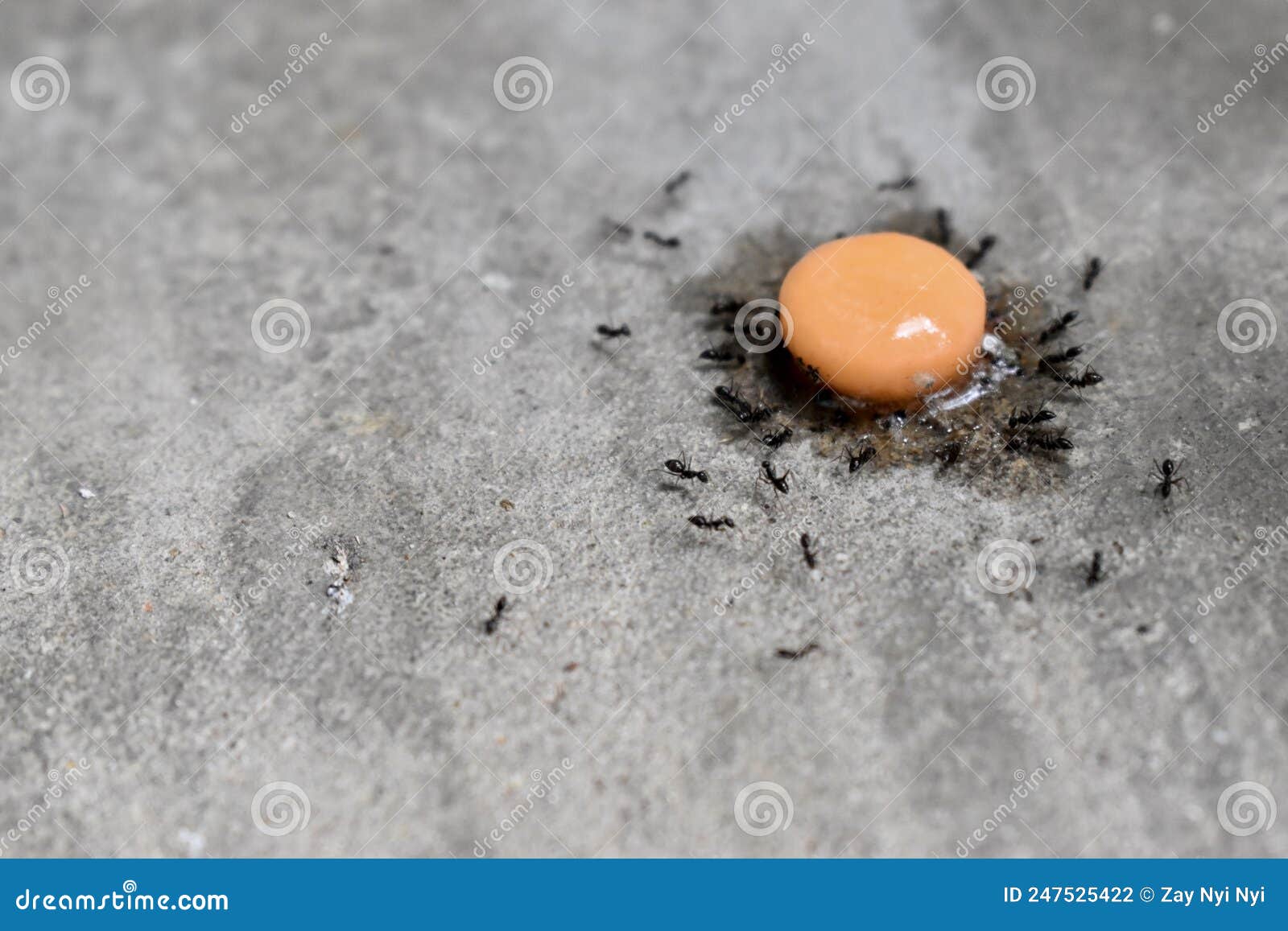 Small Ants Eating Sweet Candy. Concept of Teamwork Stock Photo - Image ...