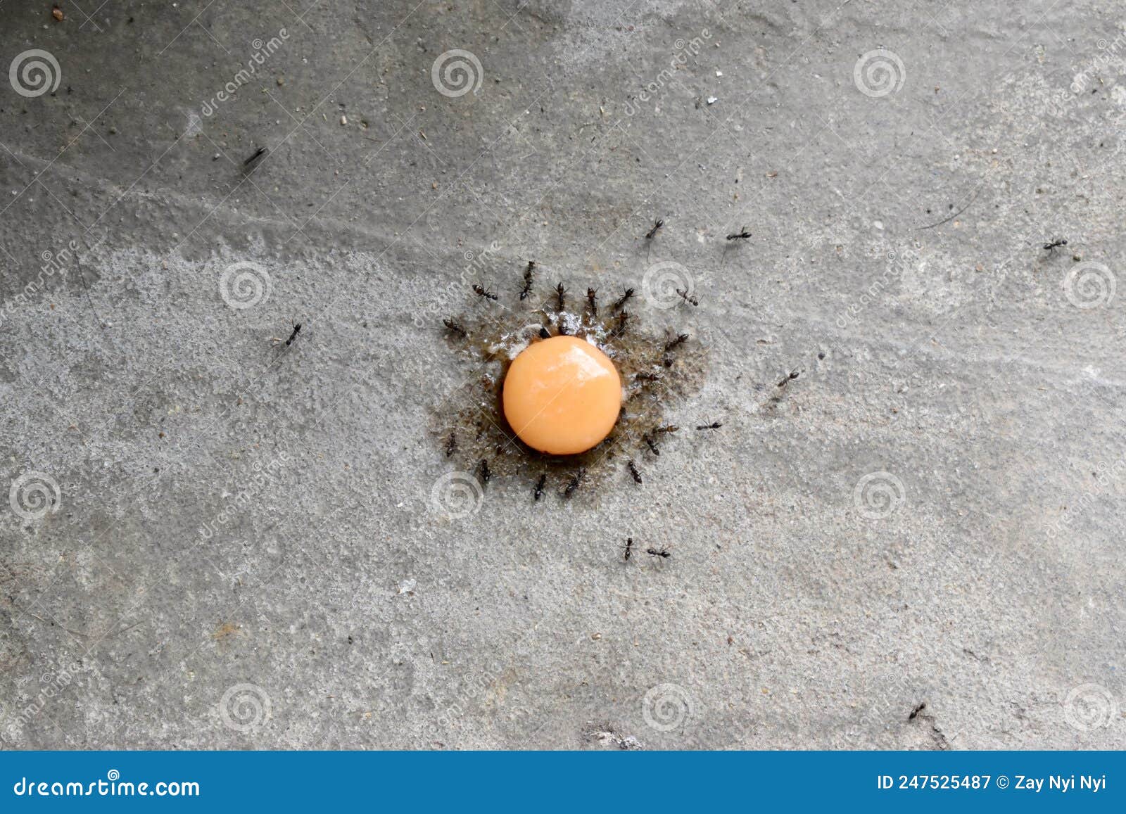 Small Ants Eating Sweet Candy. Concept of Teamwork Stock Image - Image ...