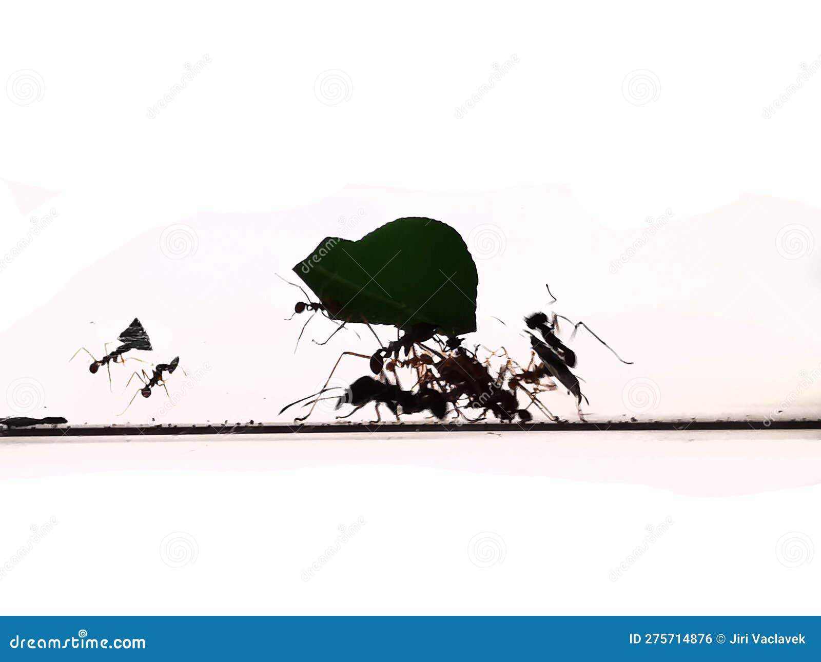 Small ants isolated stock illustration. Illustration of small - 275714876