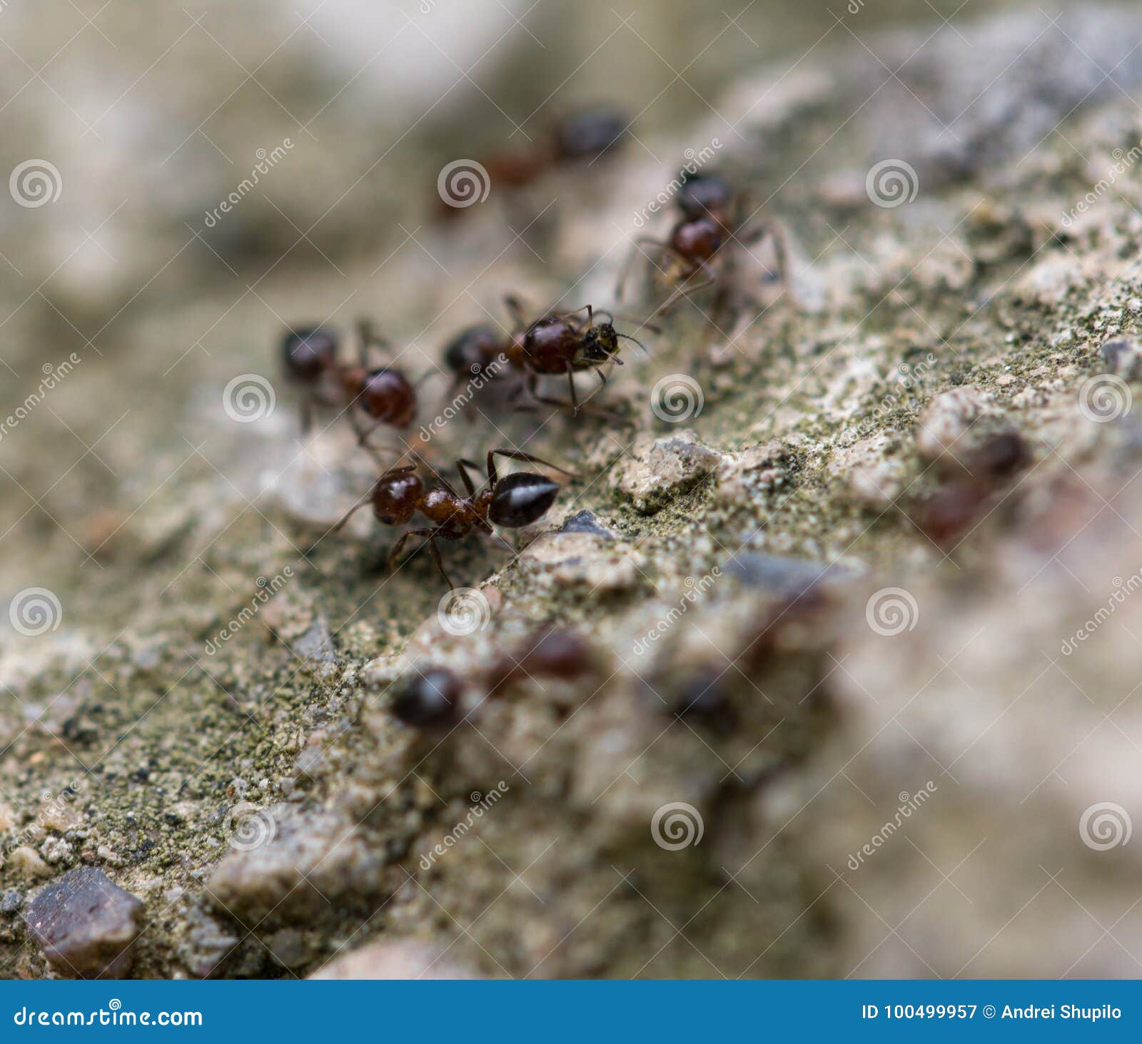 Small Ants in Nature. Macro Stock Image - Image of green, fragility ...