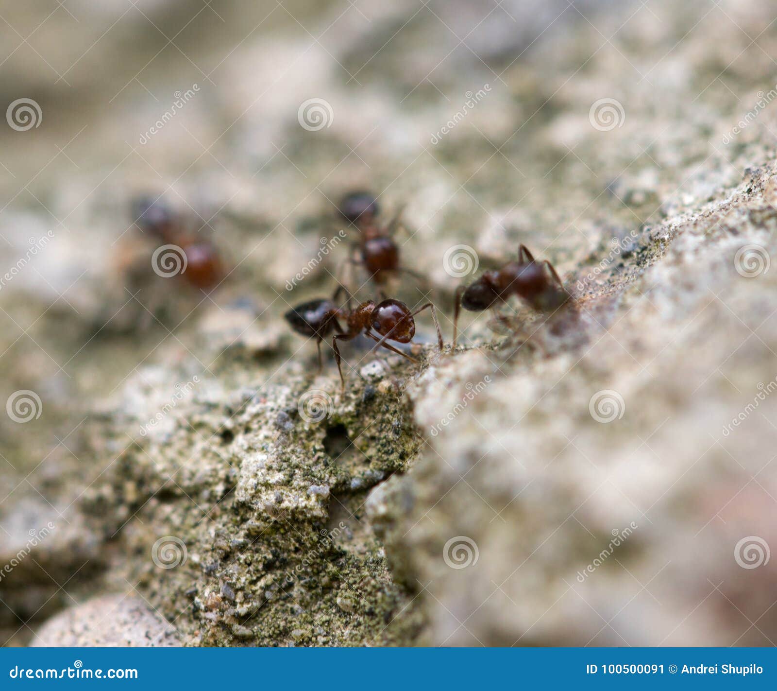 Small Ants in Nature. Macro Stock Image - Image of freedom, bright ...