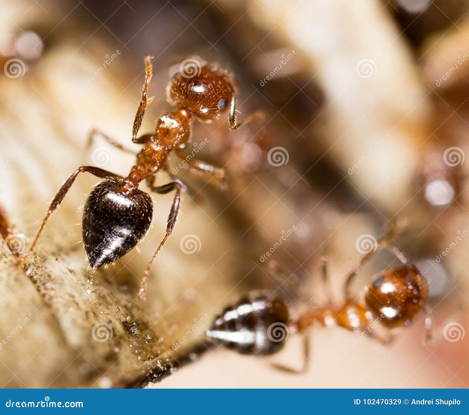 Small Ants in Nature. Macro Stock Image - Image of green, background ...