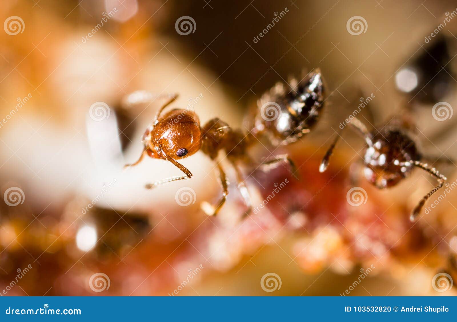 Small Ants in Nature. Macro Stock Photo - Image of macro, worker: 103532820