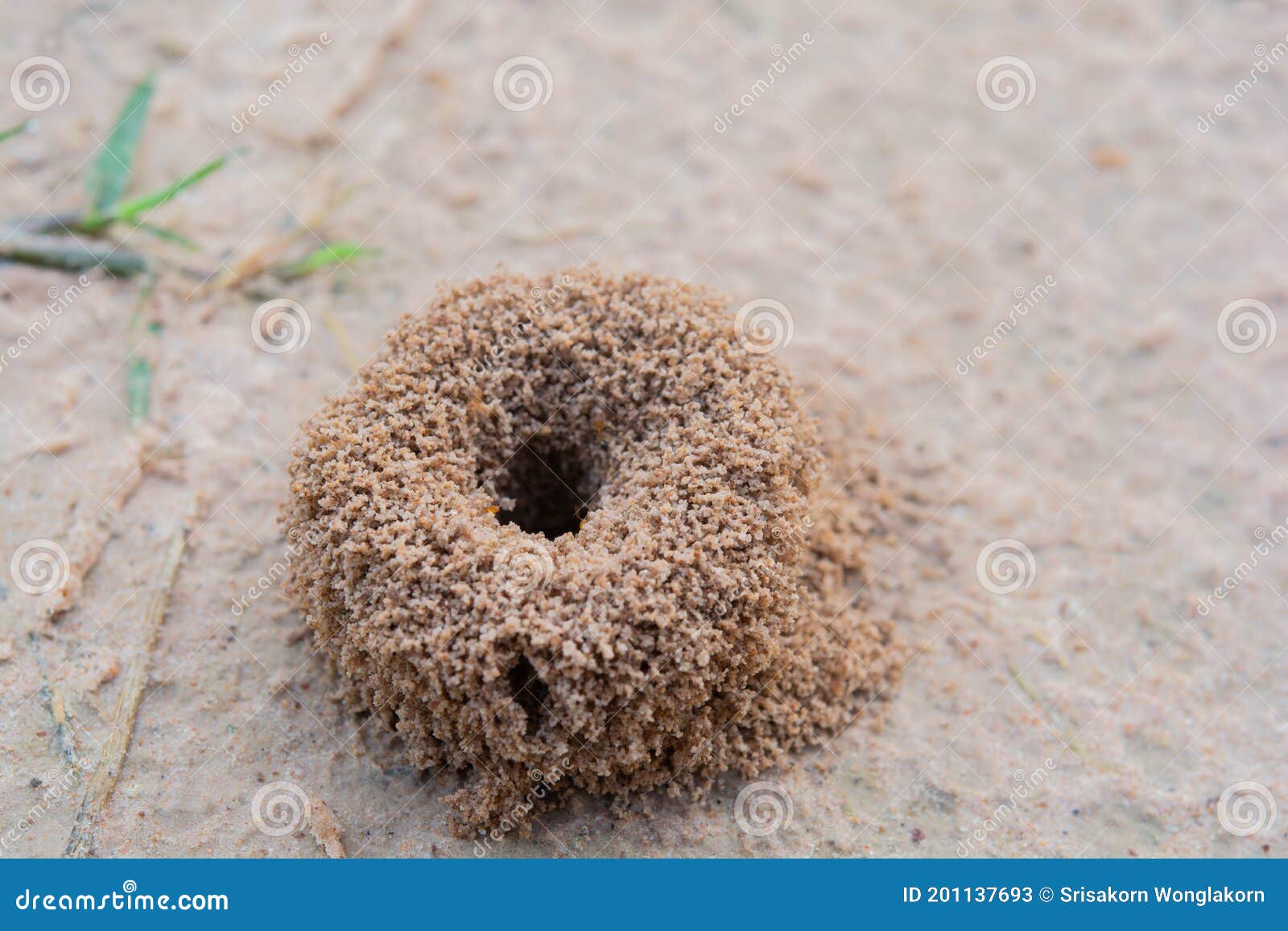 Small Ants At The Tip Of A Green Plant Guard Aphid Colony. Symbiosis In ...
