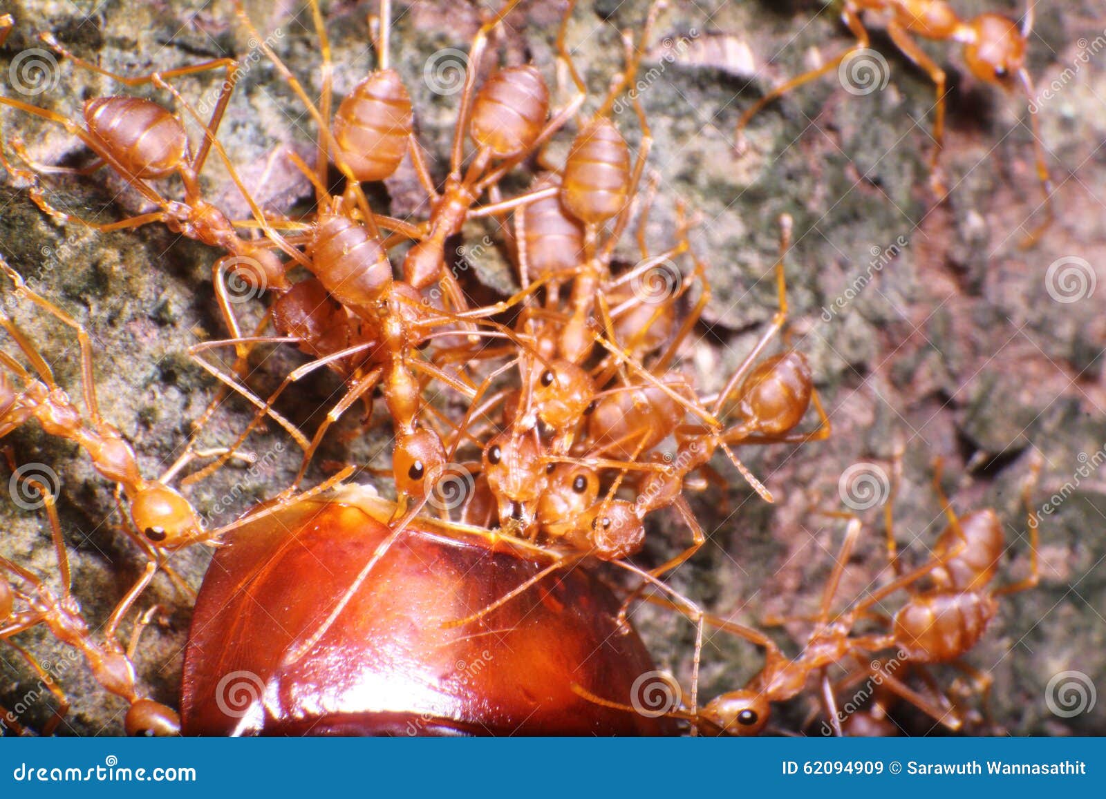 Small ants working stock image. Image of macro, green - 62094909