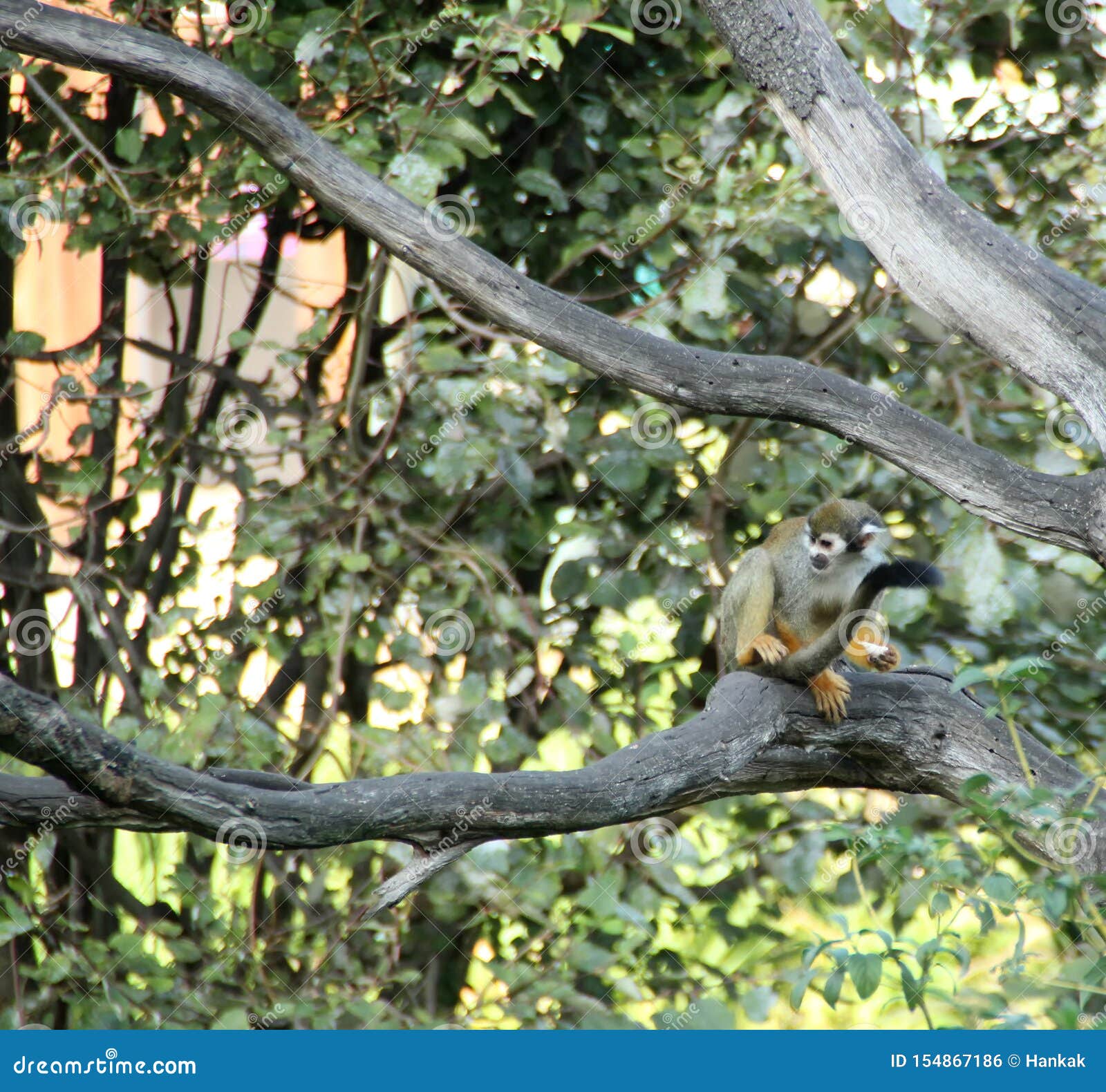 Small ape on the tree stock photo. Image of wild, spring - 154867186