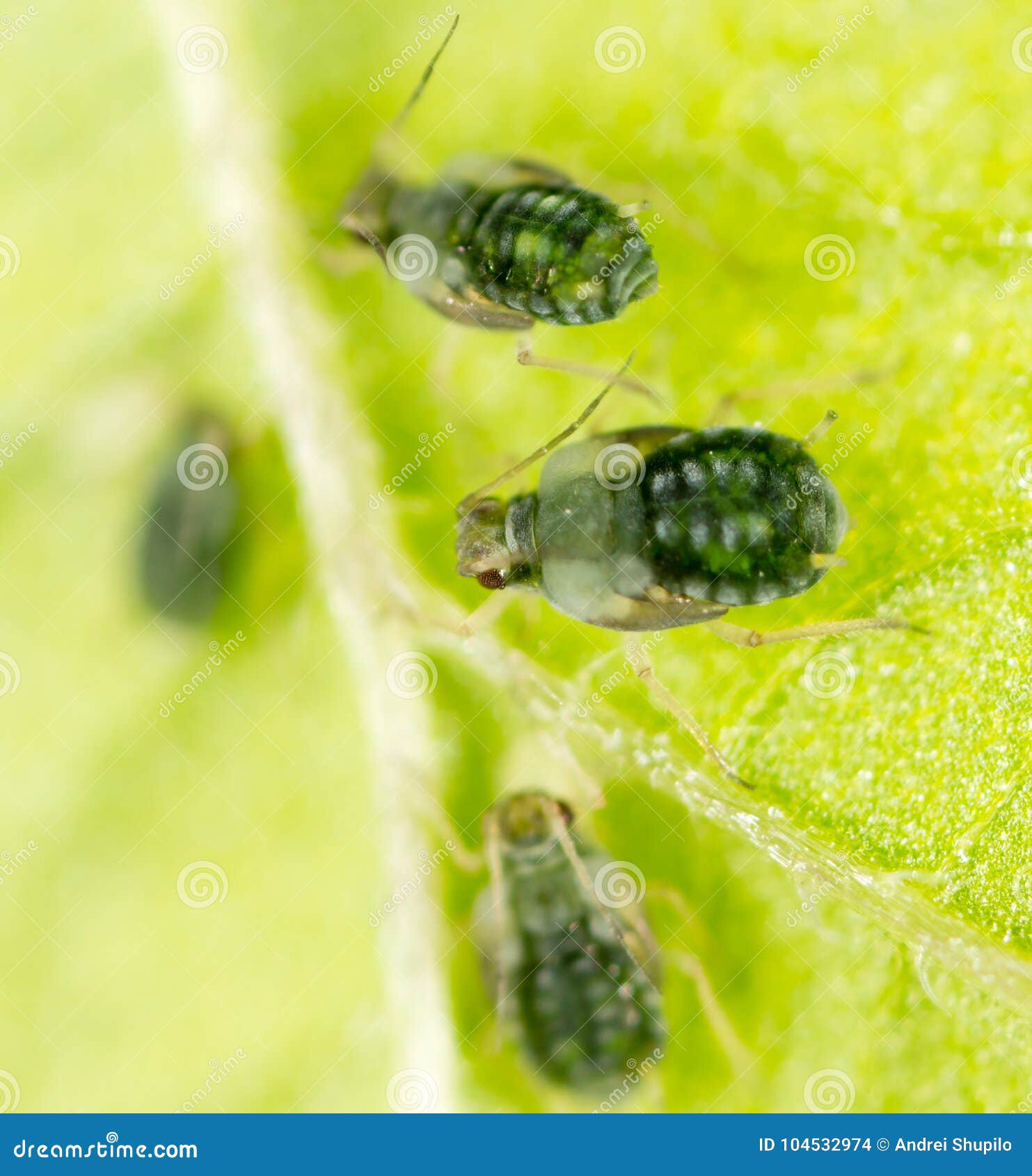 Small Aphid on a Green Leaf in the Open Air Stock Photo - Image of ...