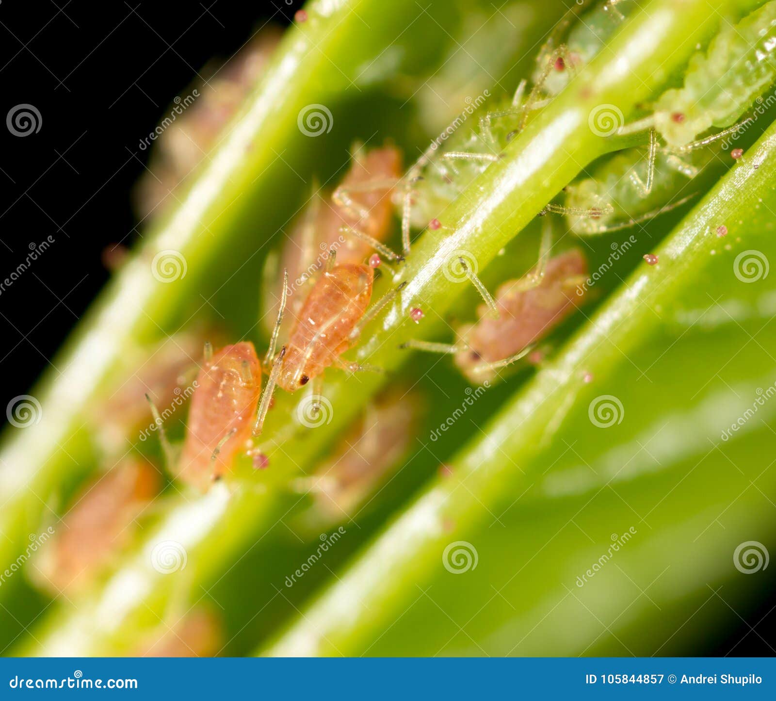 Small Aphid on a Green Leaf in the Open Air Stock Image - Image of lice ...