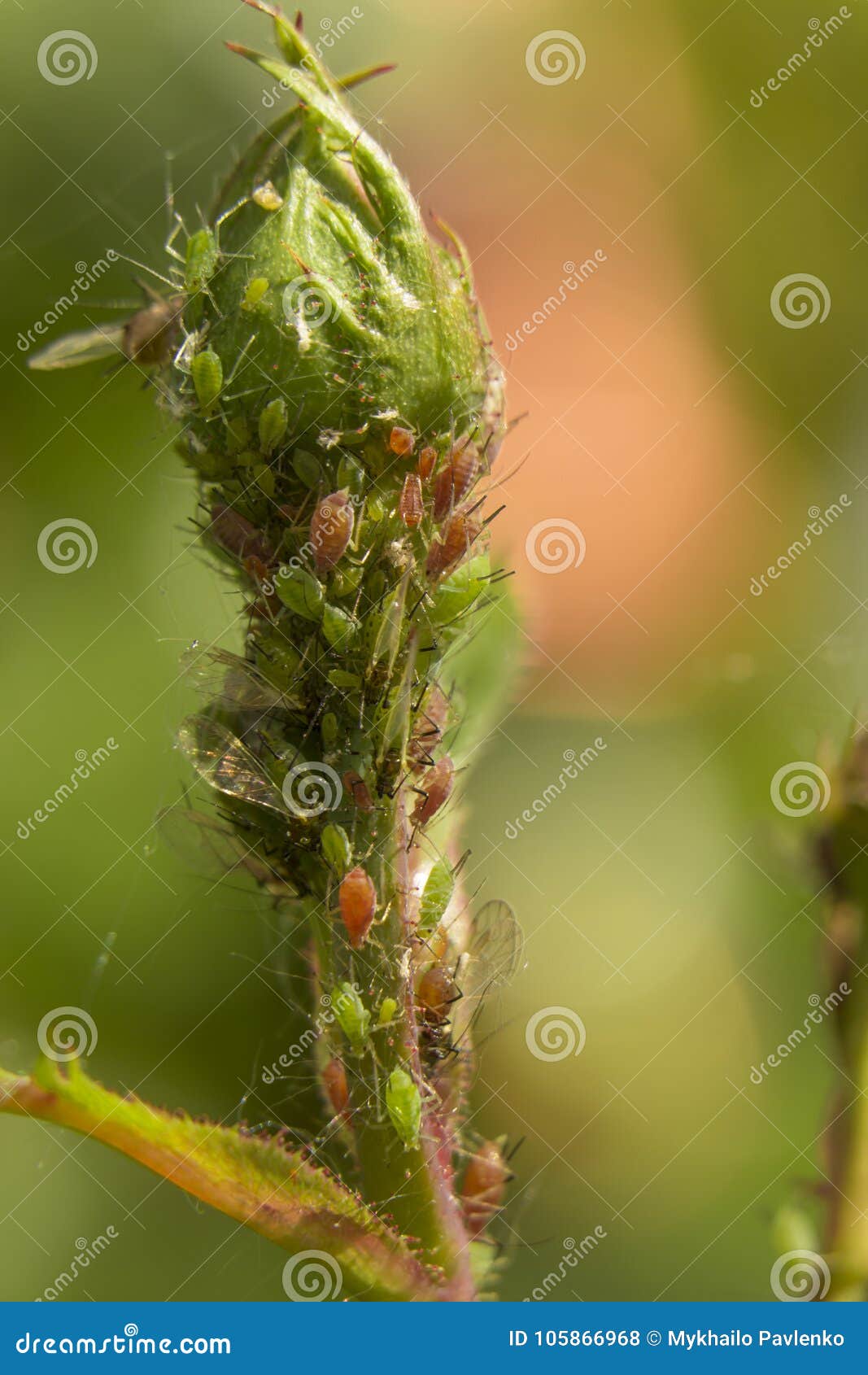 Small Aphid on a Green Leaf in the Open Air Stock Photo - Image of ...
