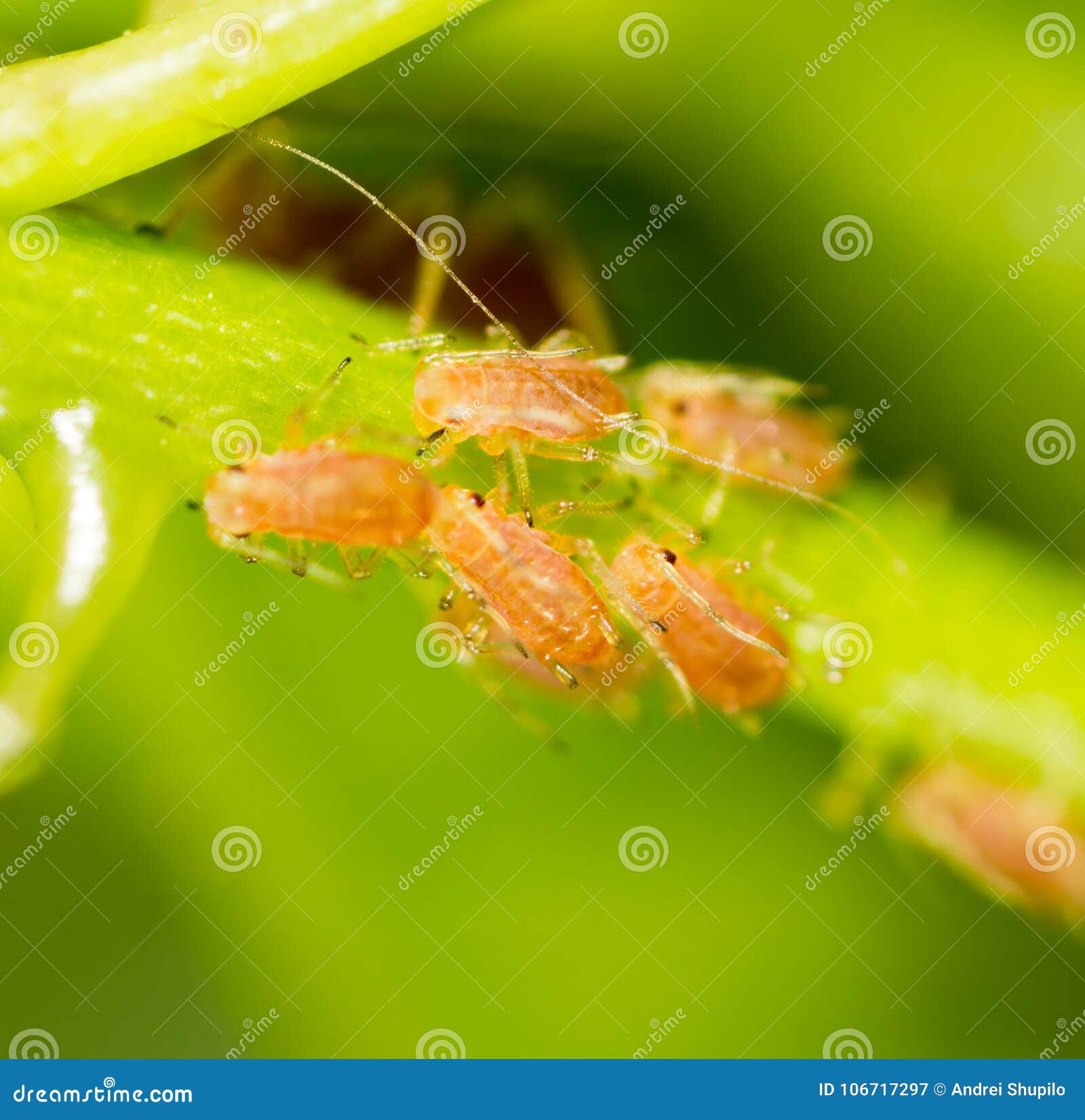 Small Aphid on a Green Leaf in the Open Air Stock Image - Image of pest ...