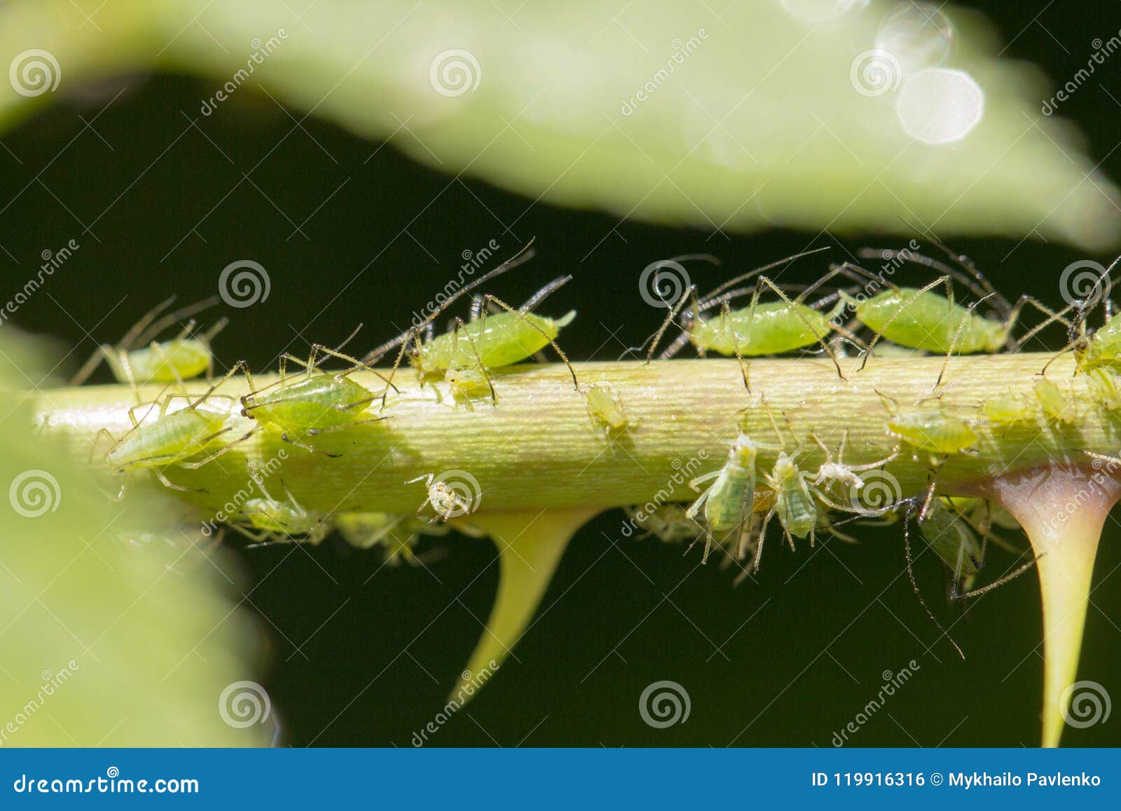 Small Black Aphid on a Green Leaf in the Open Air Close Up Stock Photo ...