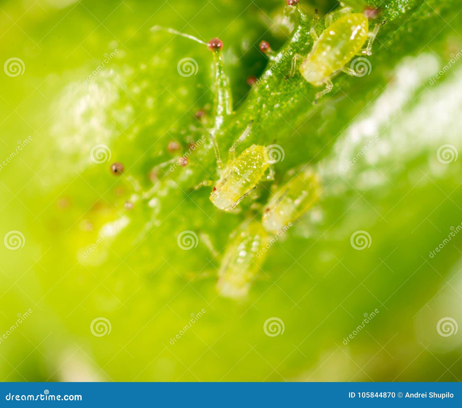 Small Aphid on a Green Leaf in the Open Air Stock Photo - Image of ...