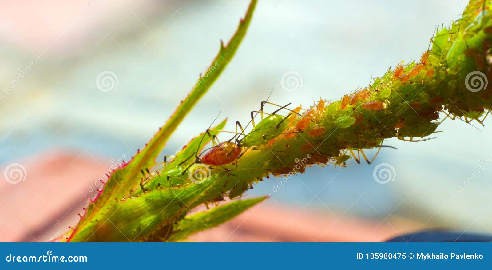 Small Aphid on a Green Leaf in the Open Air Stock Image - Image of ...