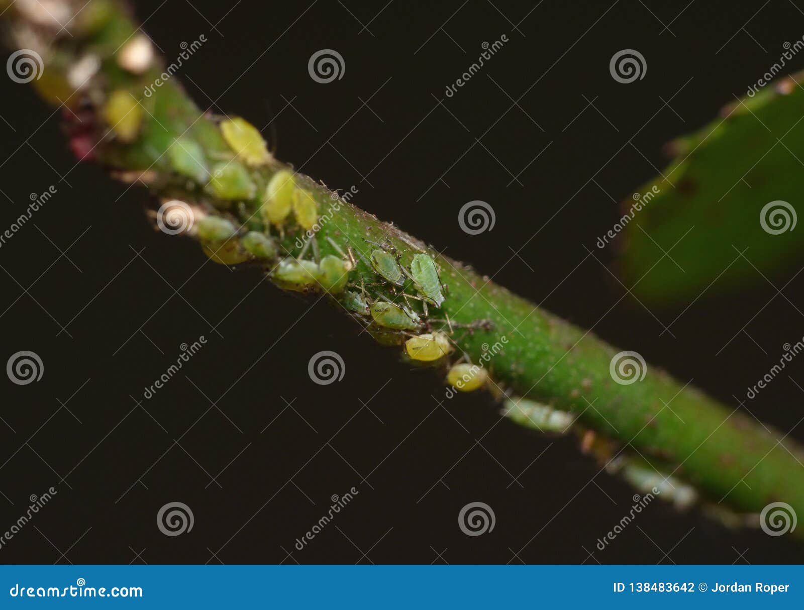 Small Aphid on a Green Rose Stem in the Garden. Macro - Image Stock ...