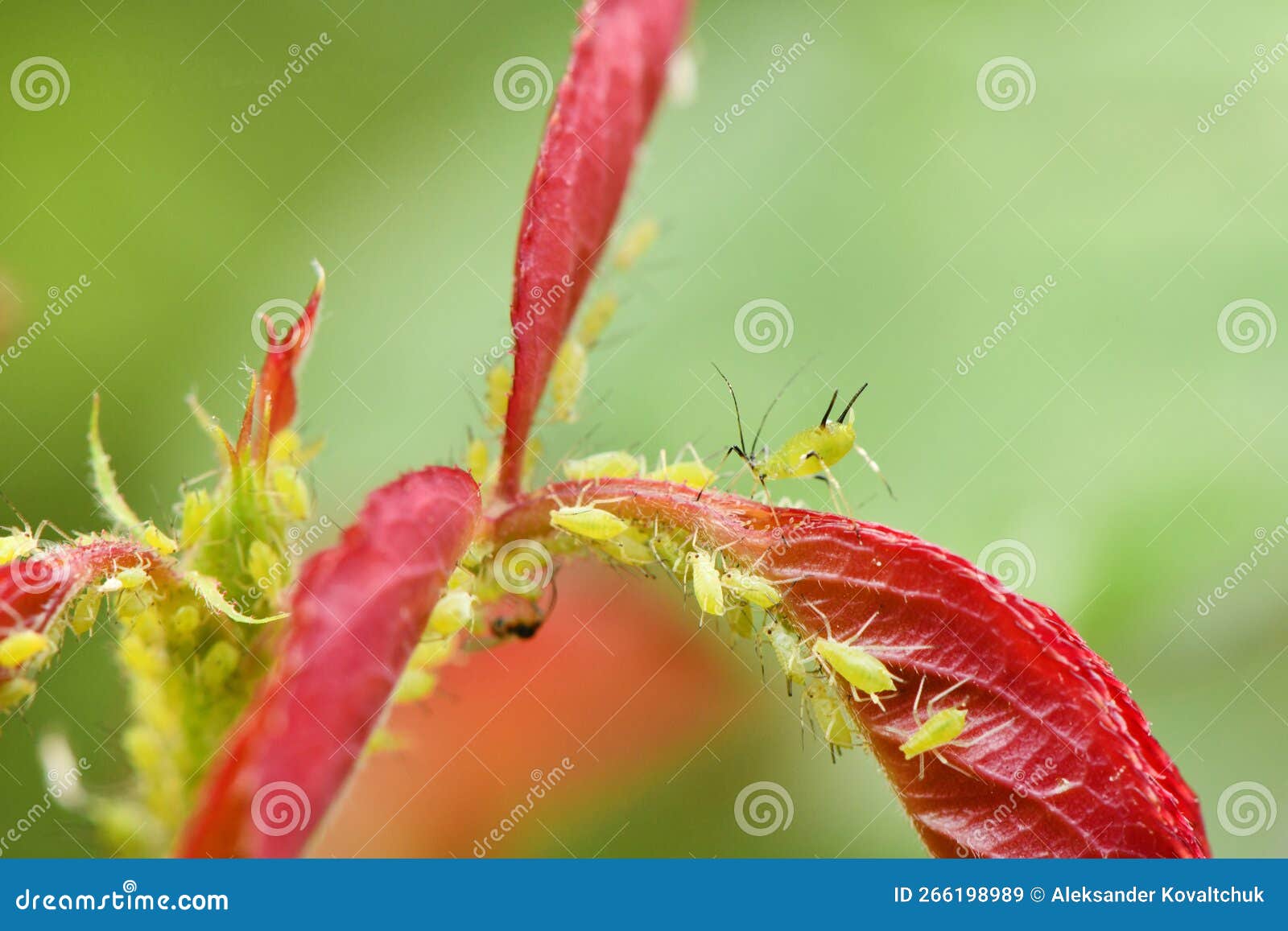 Small Aphids on a Red Leaf Outdoors. High Resolution Photo Stock Image ...
