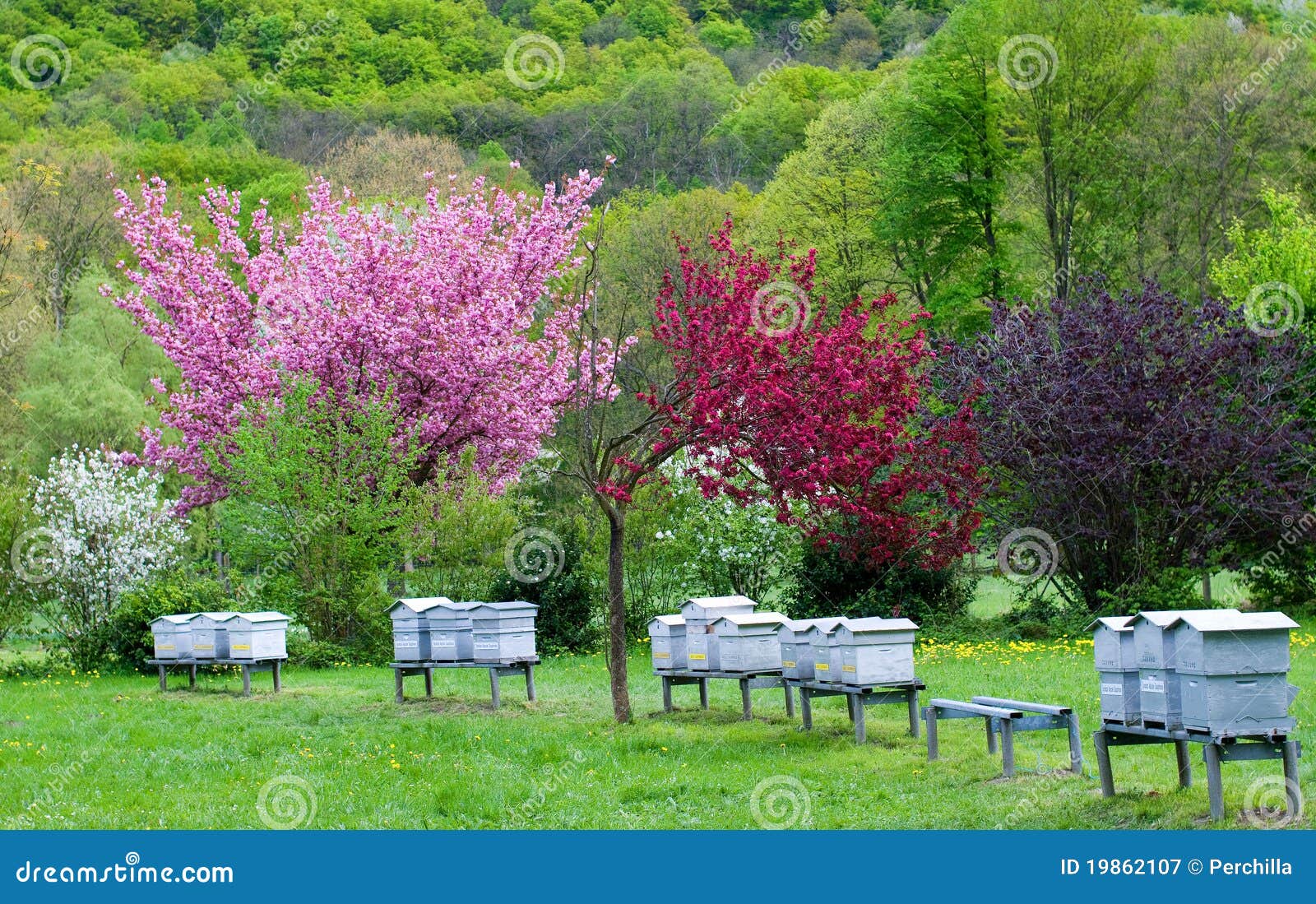 Small apiary stock image. Image of france, flower, spring - 19862107