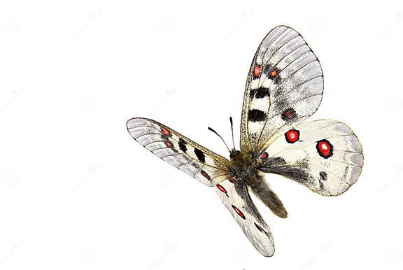 Small Apollo in flight stock image. Image of nature, glide - 22017203