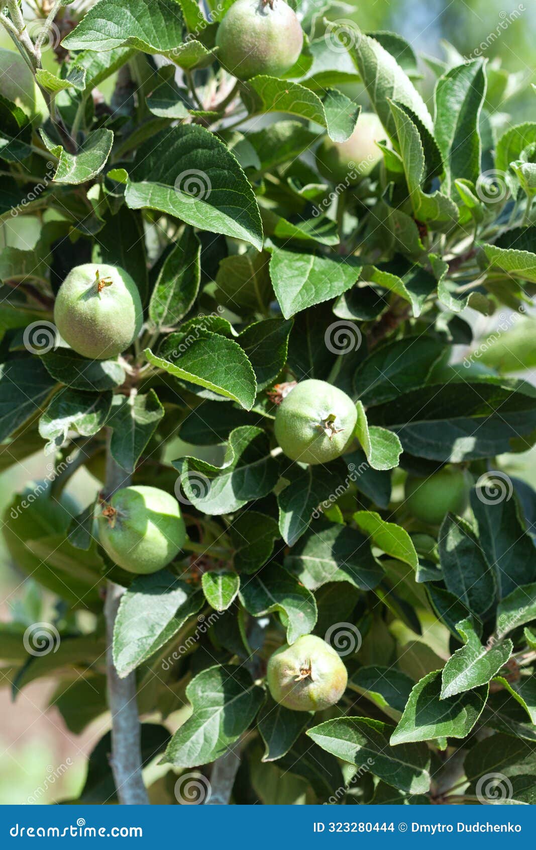 Small Apple Fruit on a Branch in an Apple Orchard. Growing Fruit in the ...