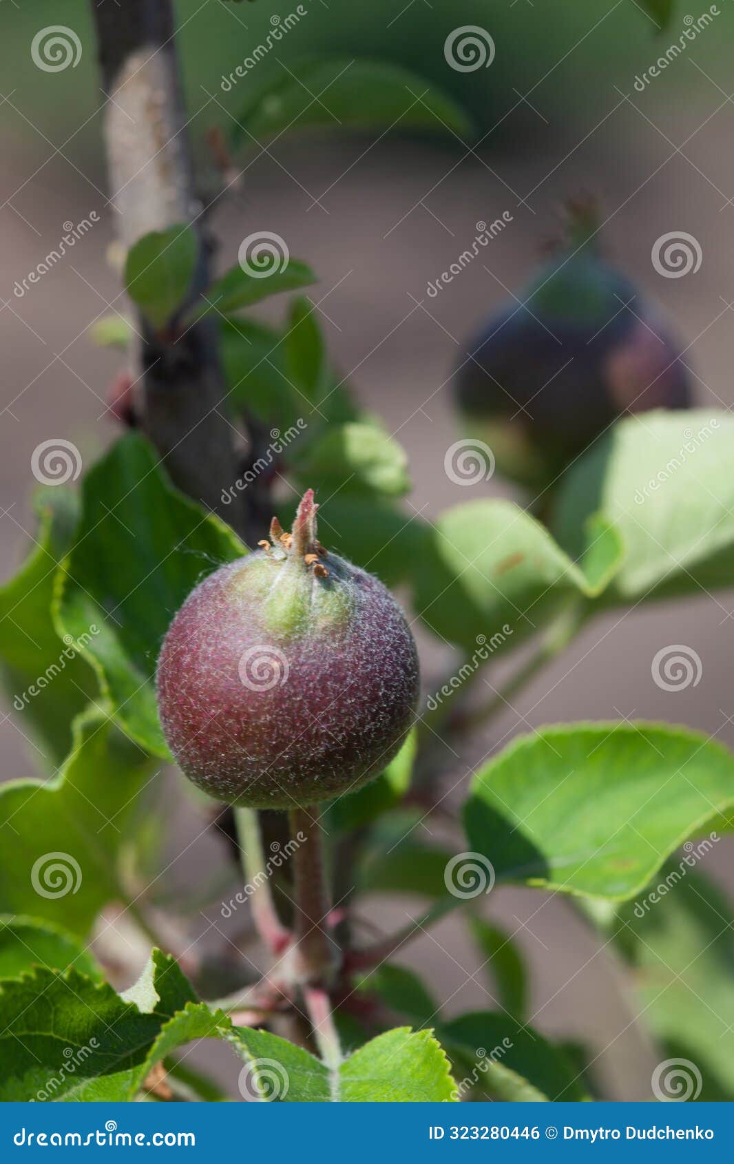 Small Apple Fruit on a Branch in an Apple Orchard. Growing Fruit in the ...