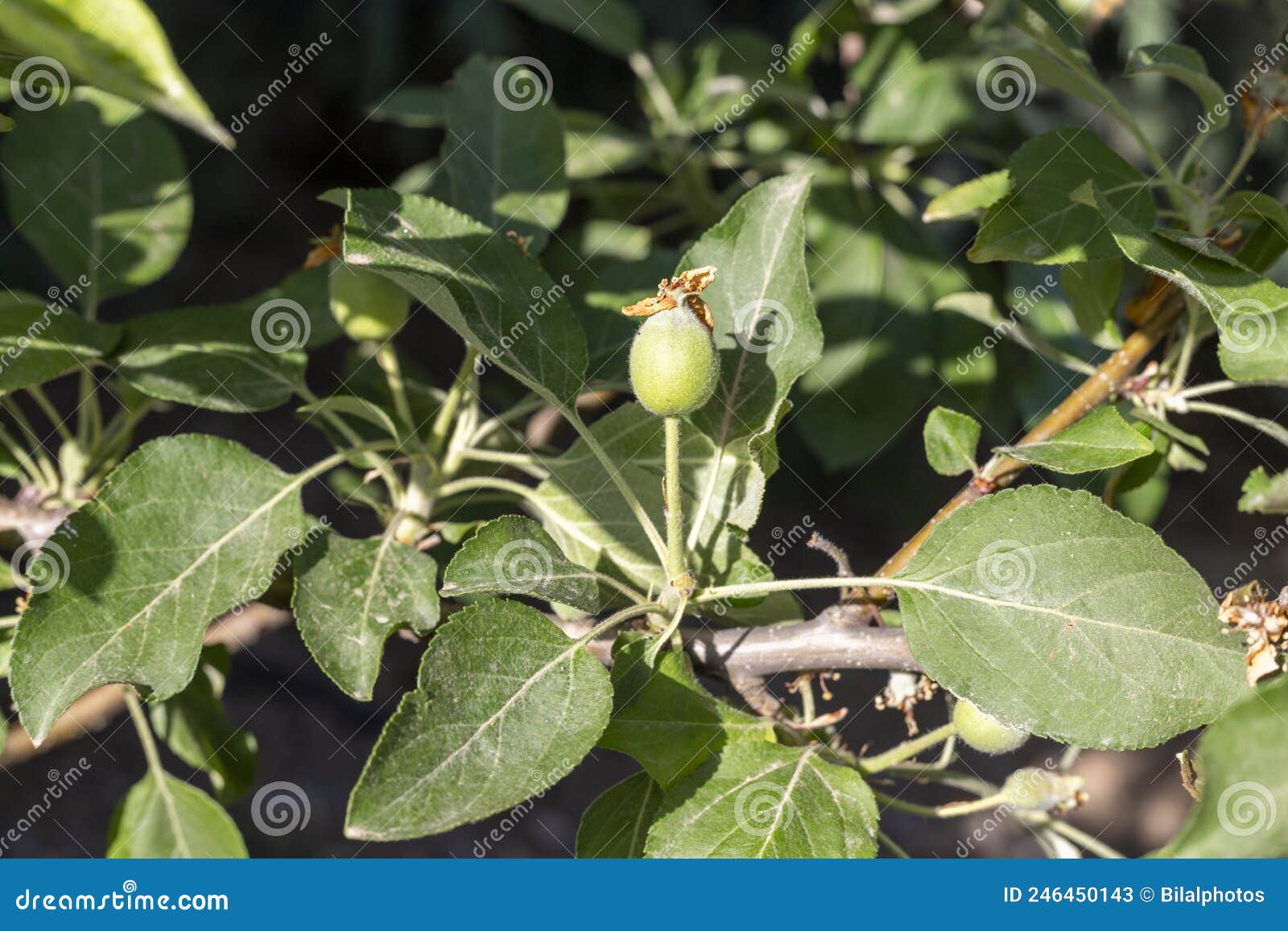 Small Apple Fruit Grows on an Apple Tree Branch after Flower ...