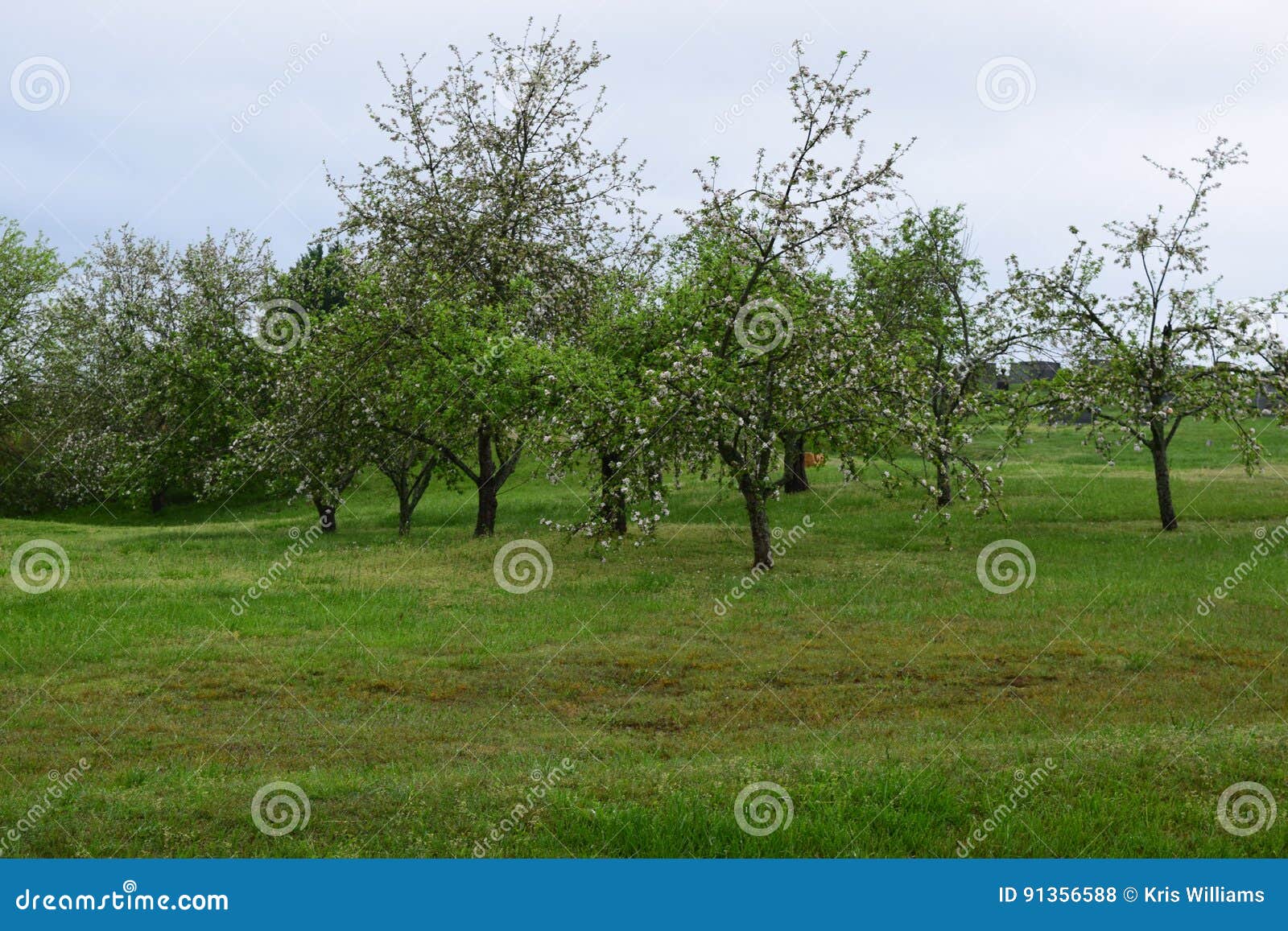 Small apple orchard stock photo. Image of concrete, small - 91356588