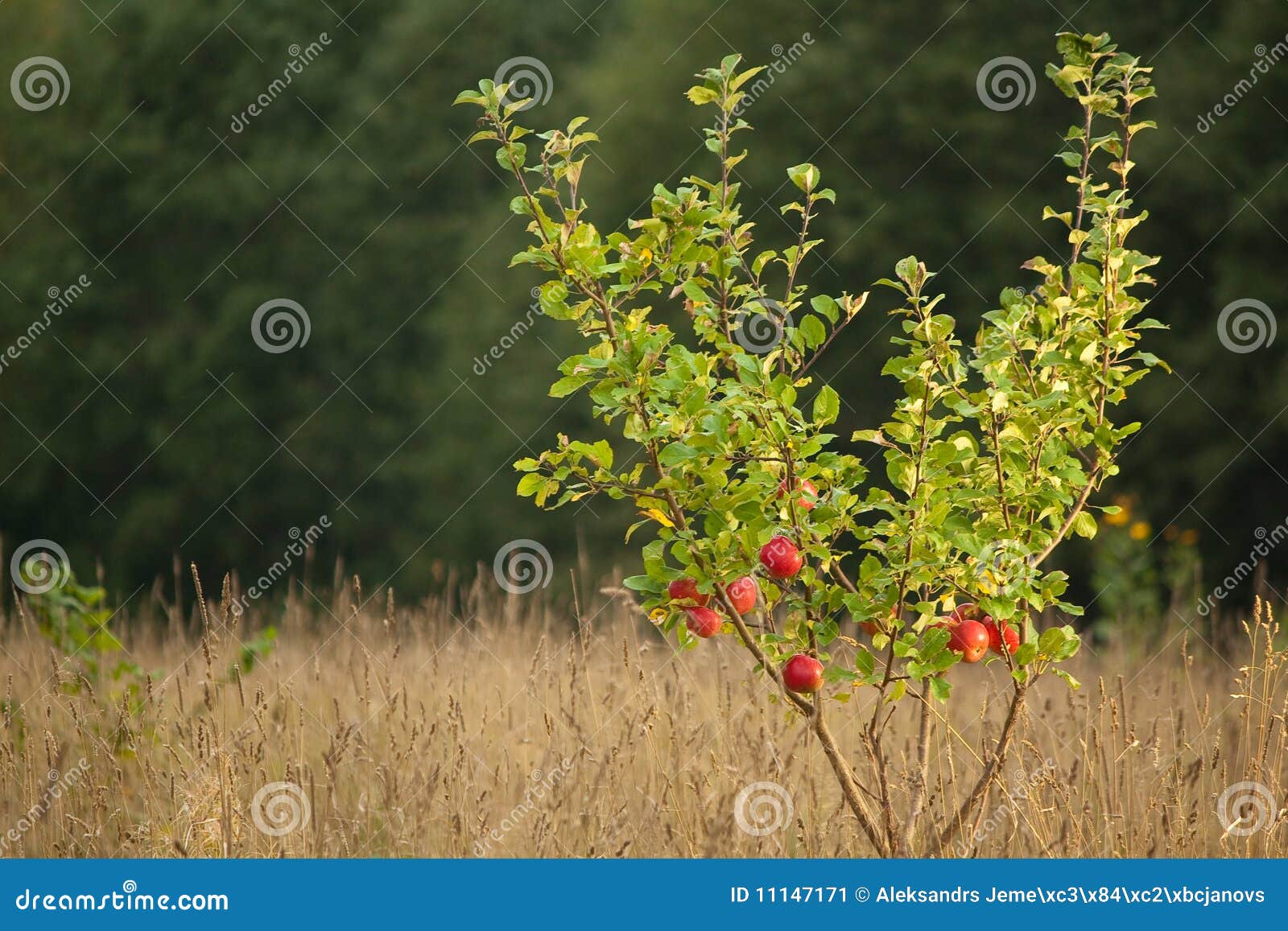 Small apple tree stock image. Image of fruit, protection - 11147171