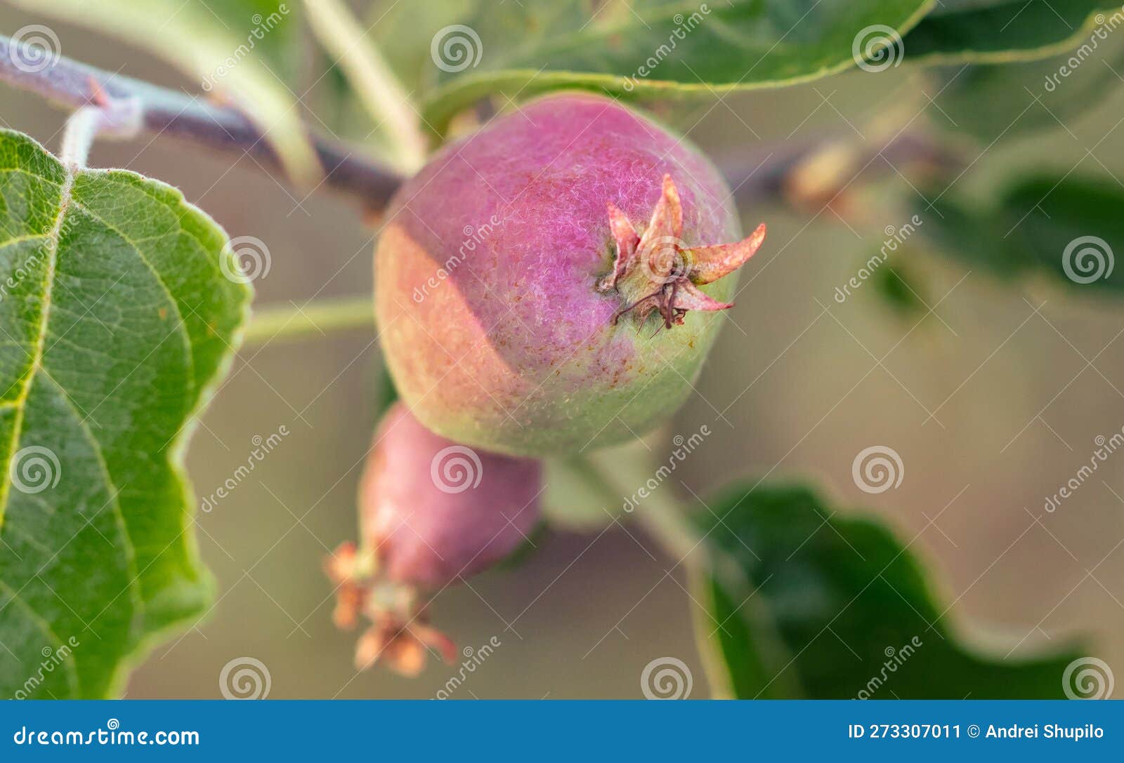 Small Apple on a Tree Branch in Nature Stock Image - Image of ...