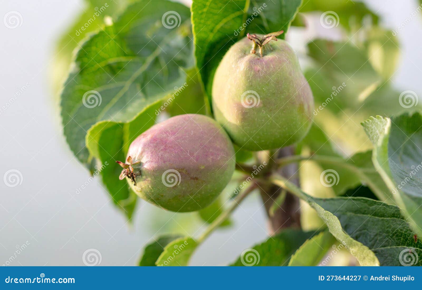 Small Apple on a Tree Branch in Nature Stock Image - Image of organic ...