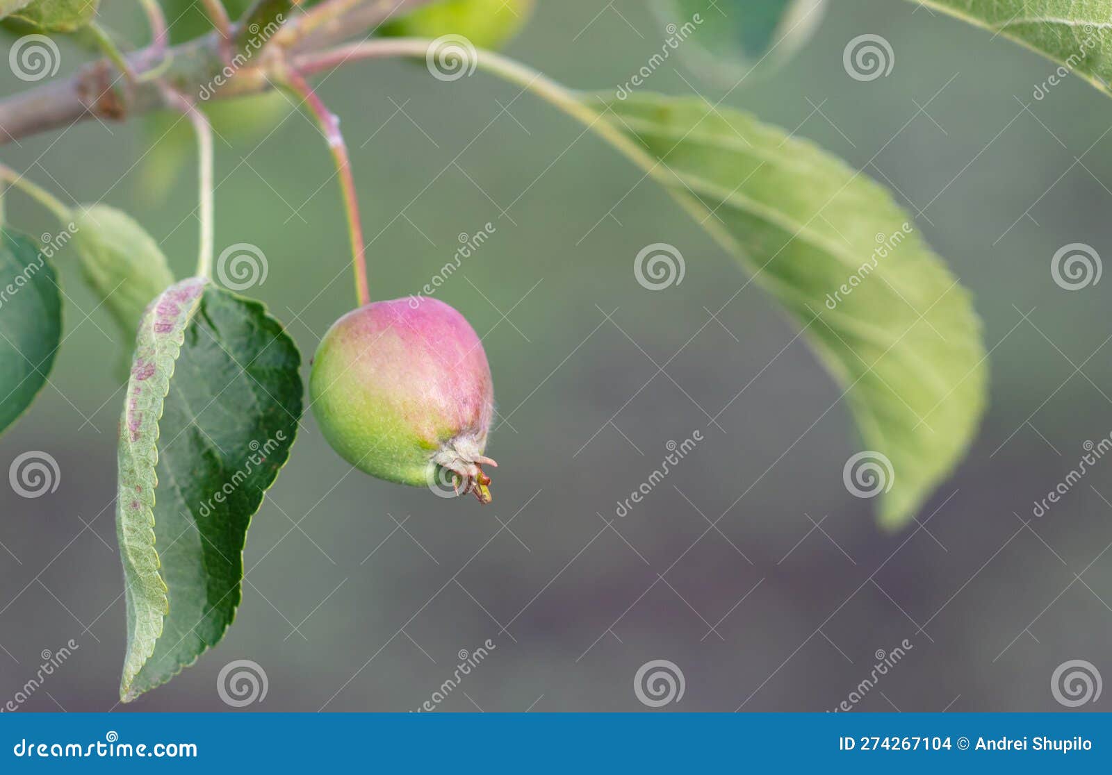 Small Apple on a Tree Branch in Nature Stock Photo - Image of nature ...