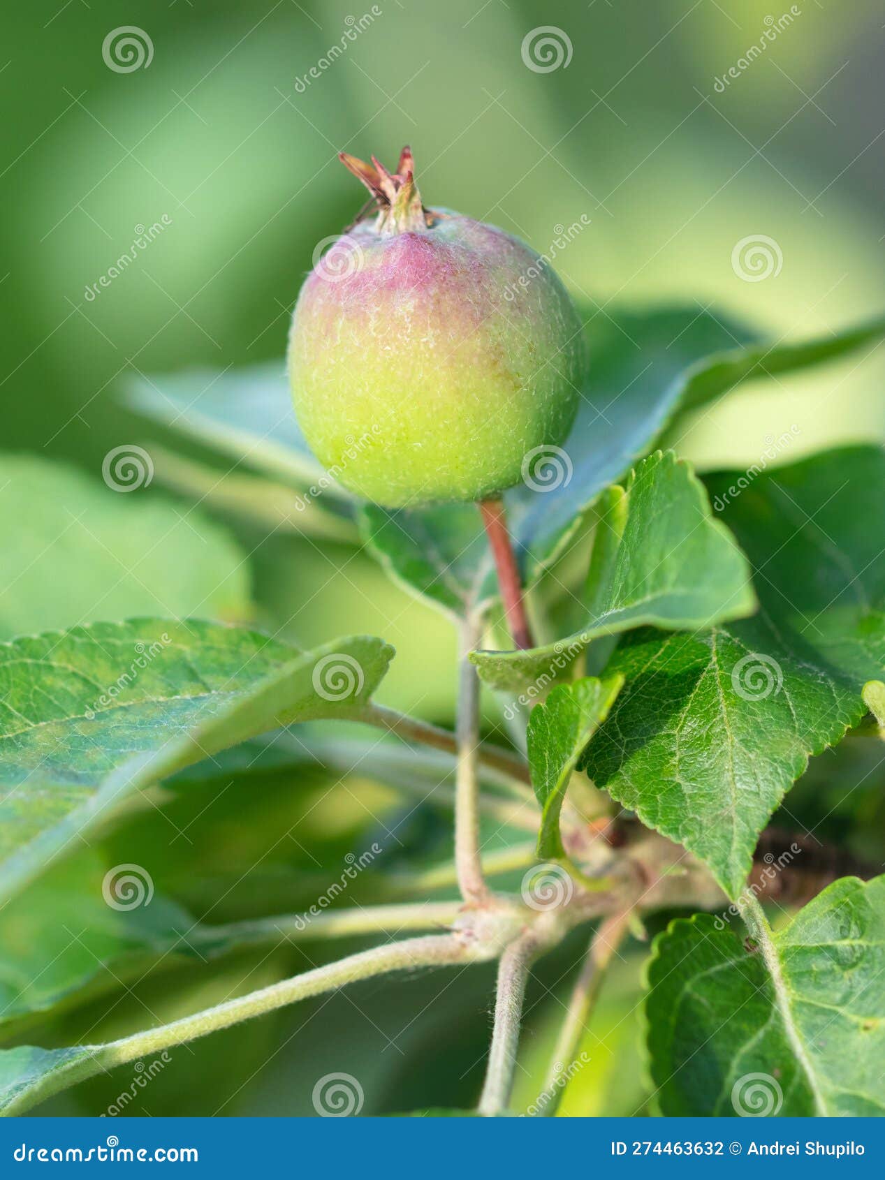 Small Apple on a Tree Branch in Nature Stock Photo - Image of orchard ...