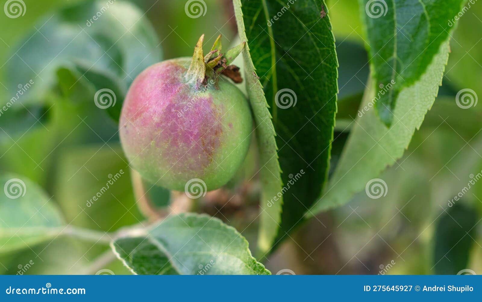 Small Apple on a Tree Branch in Nature Stock Image - Image of fresh ...