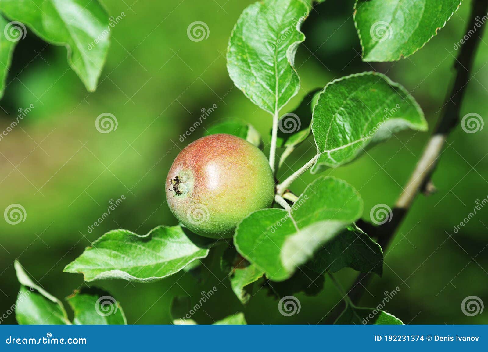 Small Apple on an Apple Tree Stock Photo - Image of autumn, nature ...