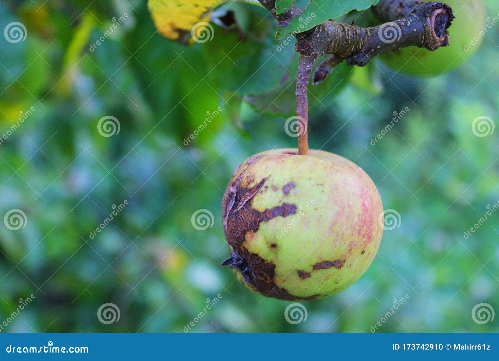 Small Apple on a Tree with Damage and a Crack Stock Photo - Image of ...