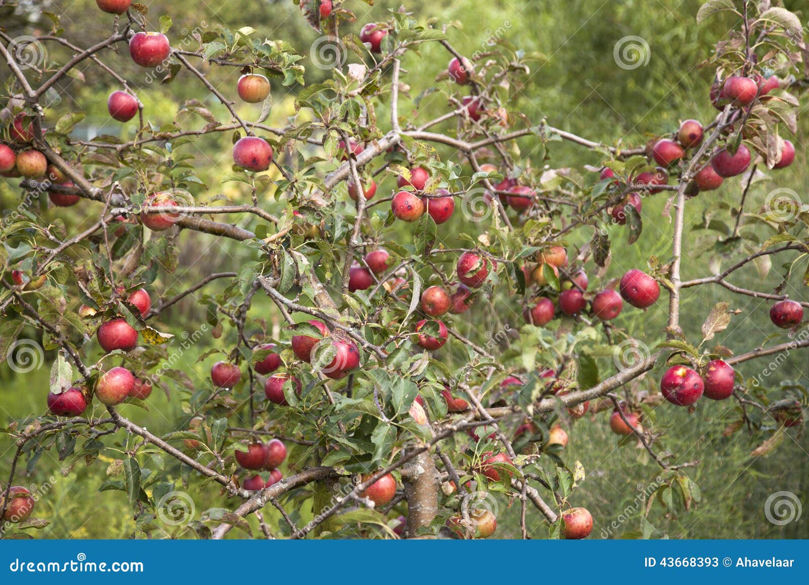 Small Apple Tree Full of Red Apples Stock Image - Image of color ...