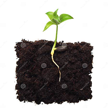 Small apple tree in ground stock image. Image of plant - 31042007