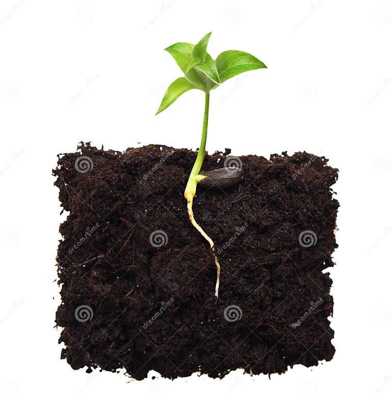Small apple tree in ground stock image. Image of plant - 31042007