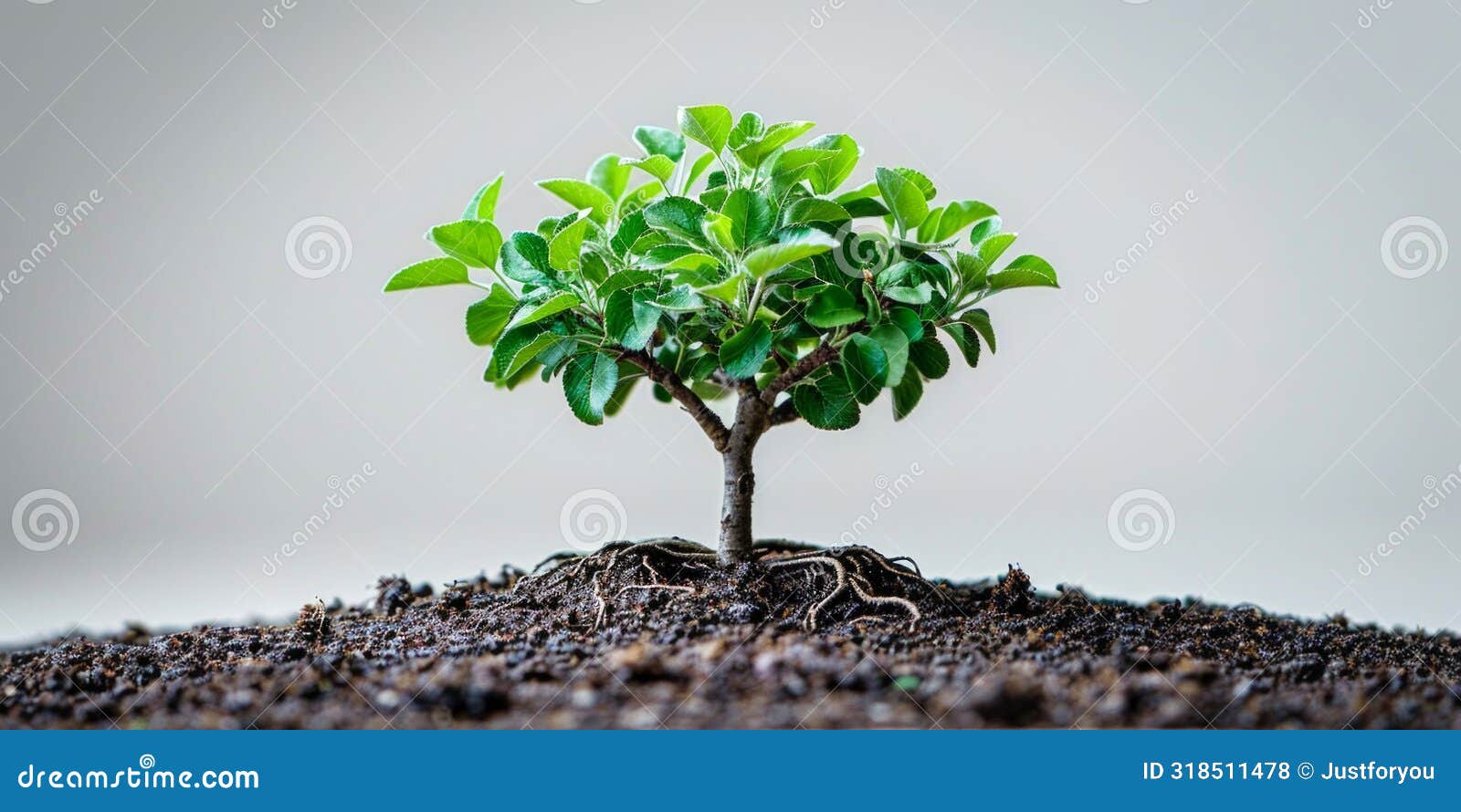 Small Apple Tree with Roots in Soil. Generative Ai Stock Illustration ...