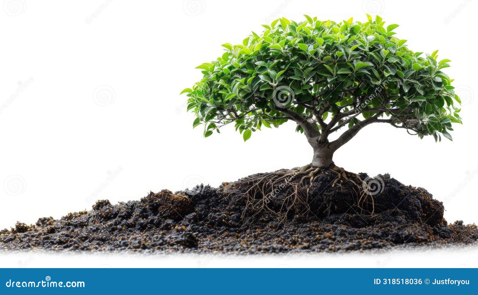 Small Apple Tree with Roots in Soil. Generative Ai Stock Illustration ...
