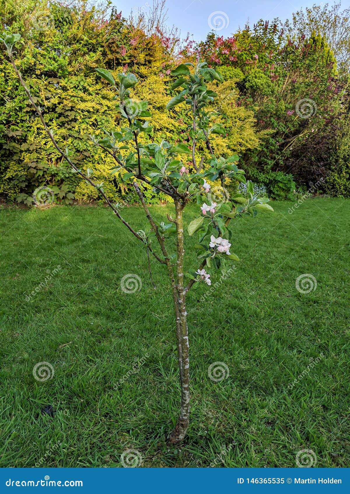 Small apple tree stock image. Image of apple, petals - 146365535