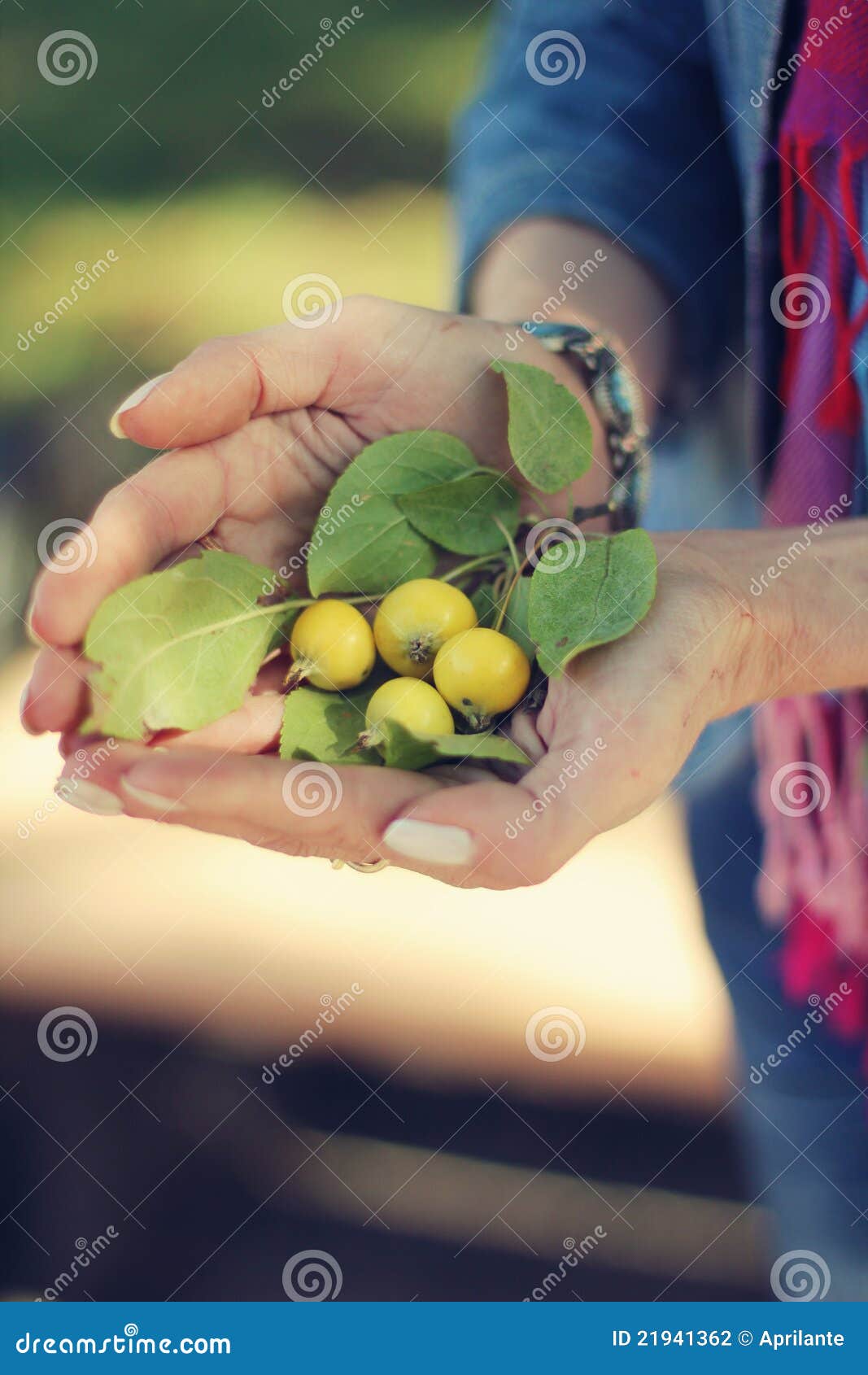 Small apples stock photo. Image of human, fruit, green - 21941362