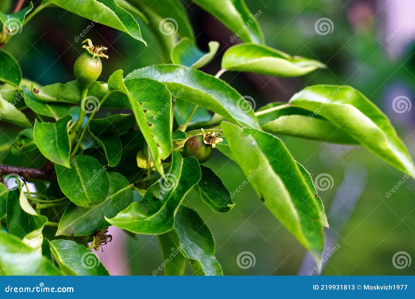 Red Small Apples Ripe In The Autumn Park Royalty-Free Stock Photo ...