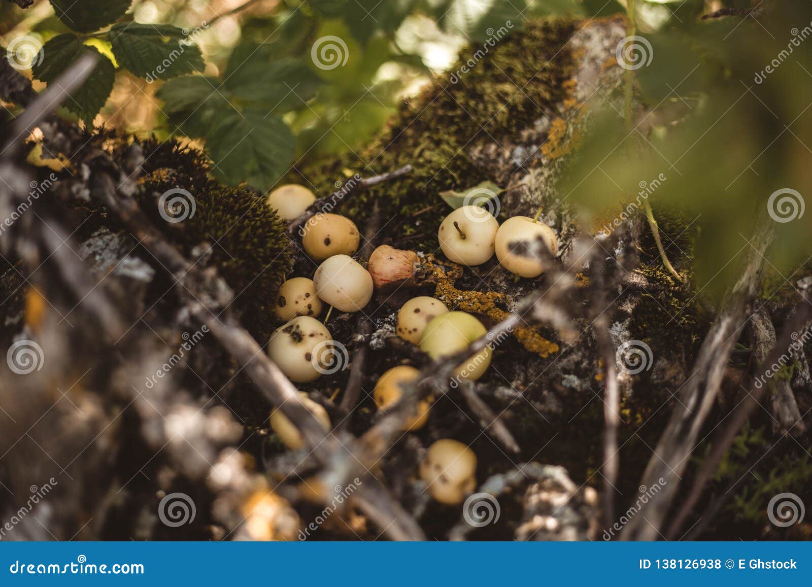 Small Apples between Branches Stock Photo - Image of little, healthy ...