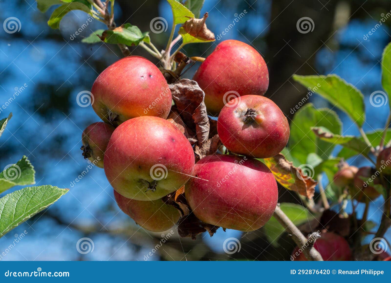 Small Apples on the Branches of the Tree Stock Photo - Image of outdoor ...