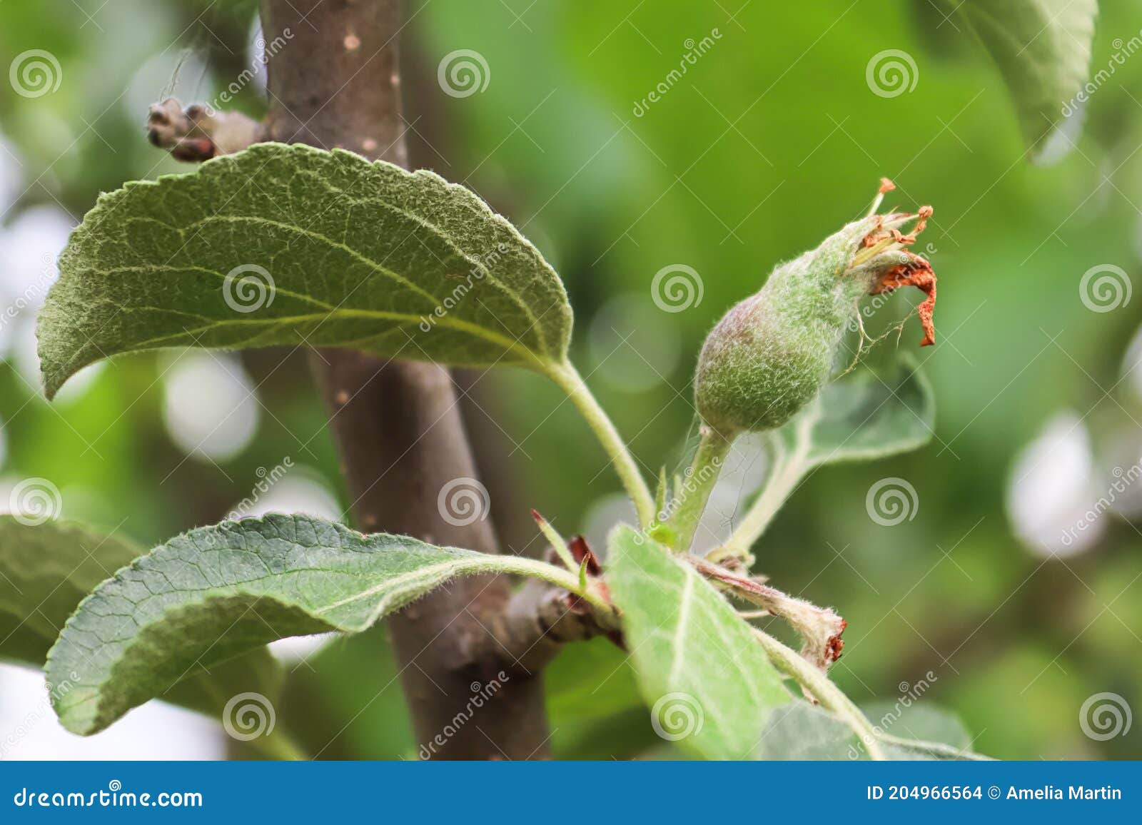 Small Apples Buds at the Fruit Set Stage Stock Photo - Image of spring ...