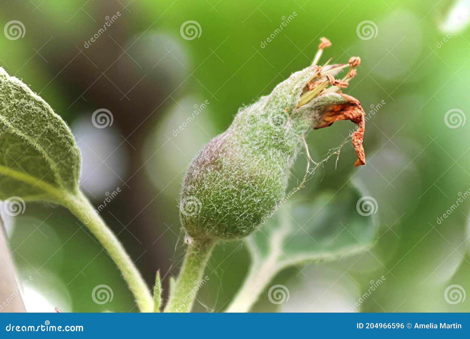Small Apples Buds at the Fruit Set Stage Stock Photo - Image of sweet ...