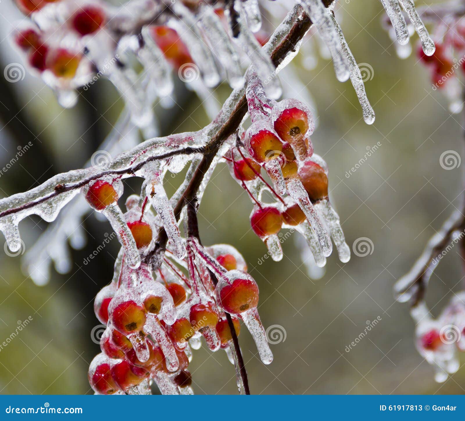 Small Apples, Covered in Ice, Icicles after the Freezing Rain Stock ...